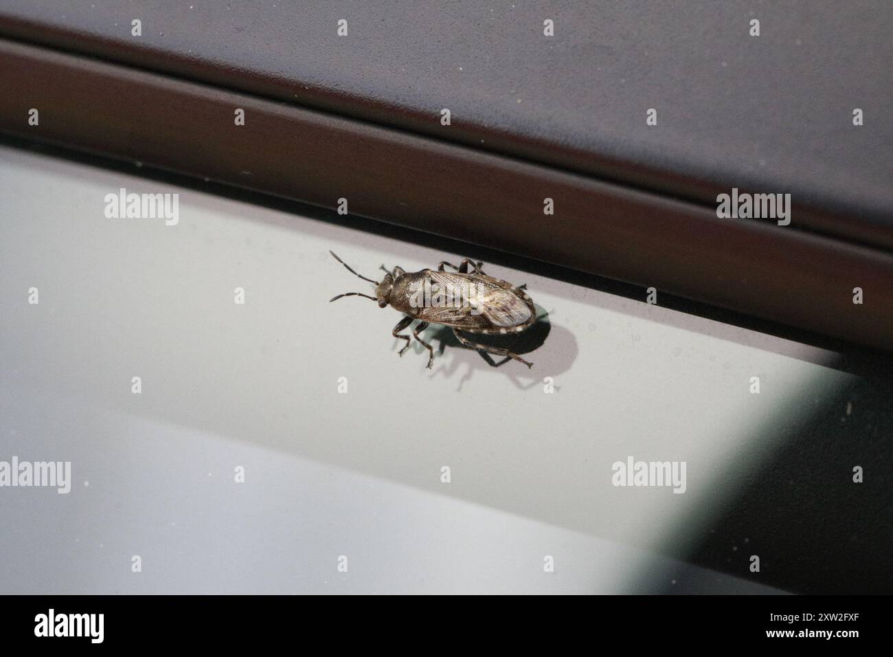 Nettle ground bug (Heterogaster urticae) Insecta Stock Photo - Alamy