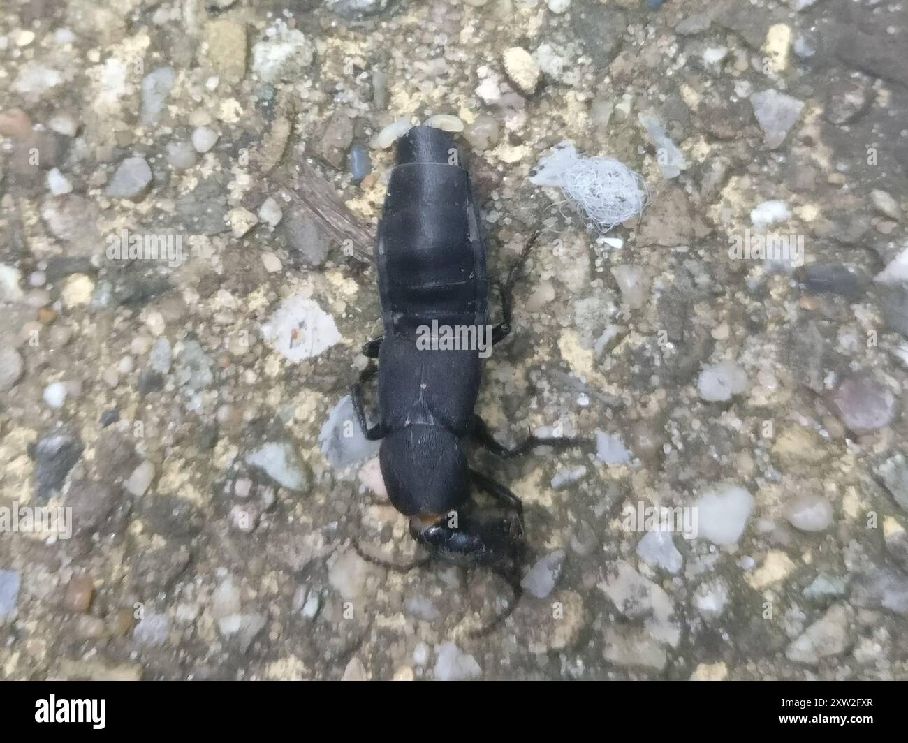 Devil's Coach Horse Beetle (Ocypus olens) Insecta Stock Photo - Alamy