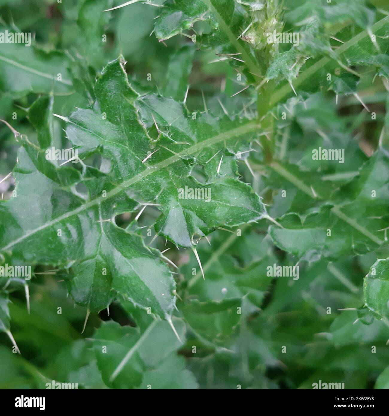 creeping thistle (Cirsium arvense) Plantae Stock Photo - Alamy