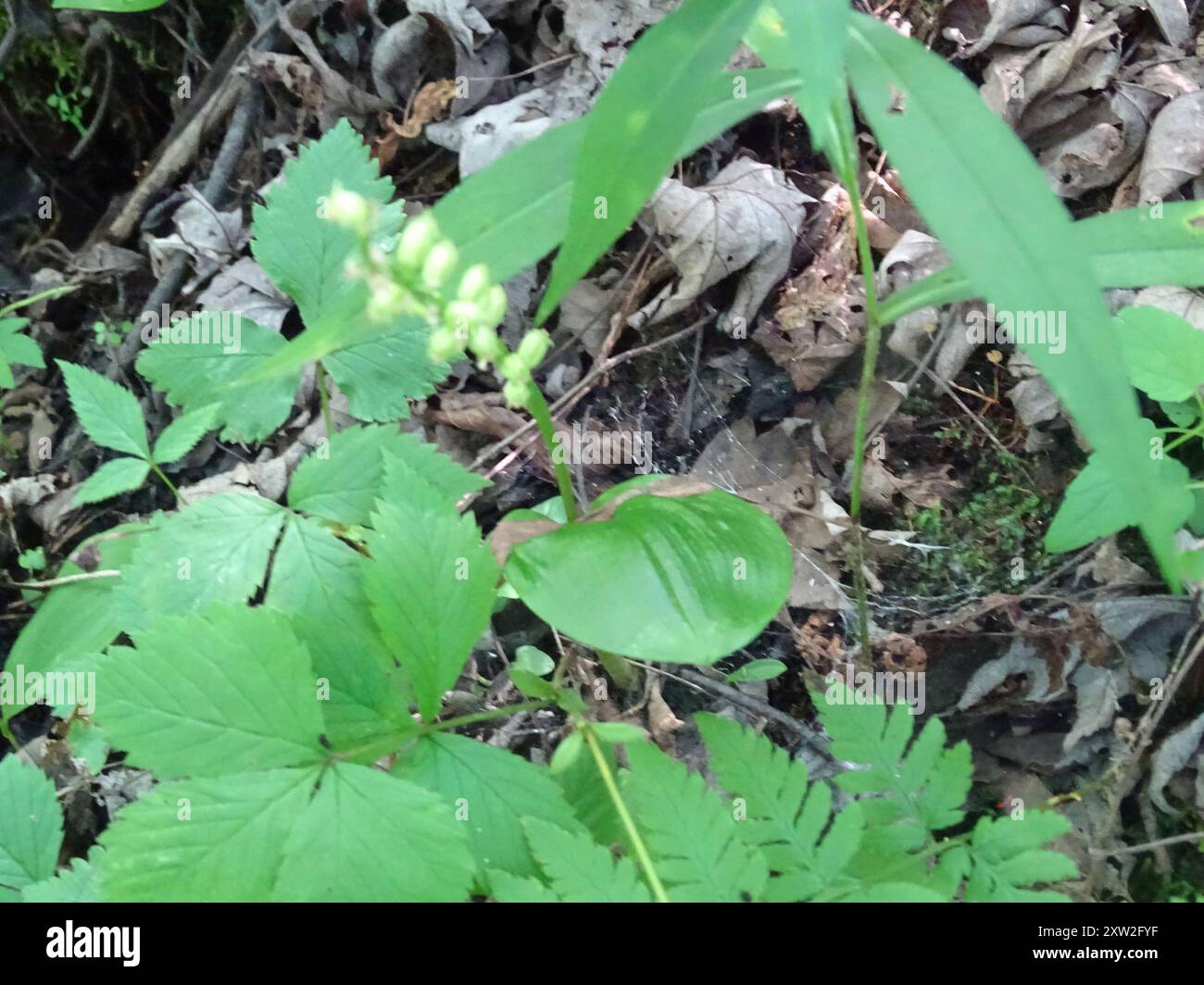 White Adder's-mouth (Malaxis brachypoda) Plantae Stock Photo - Alamy