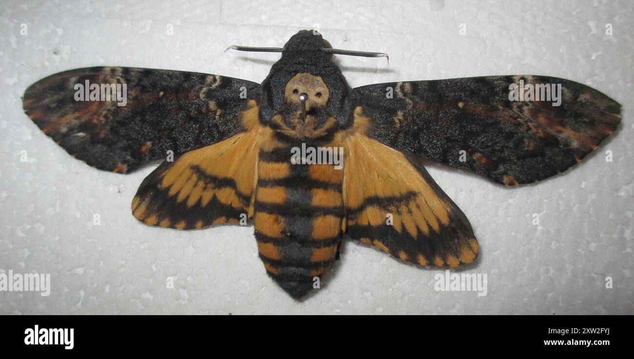 Death's Head Hawkmoth (Acherontia atropos) Insecta Stock Photo - Alamy