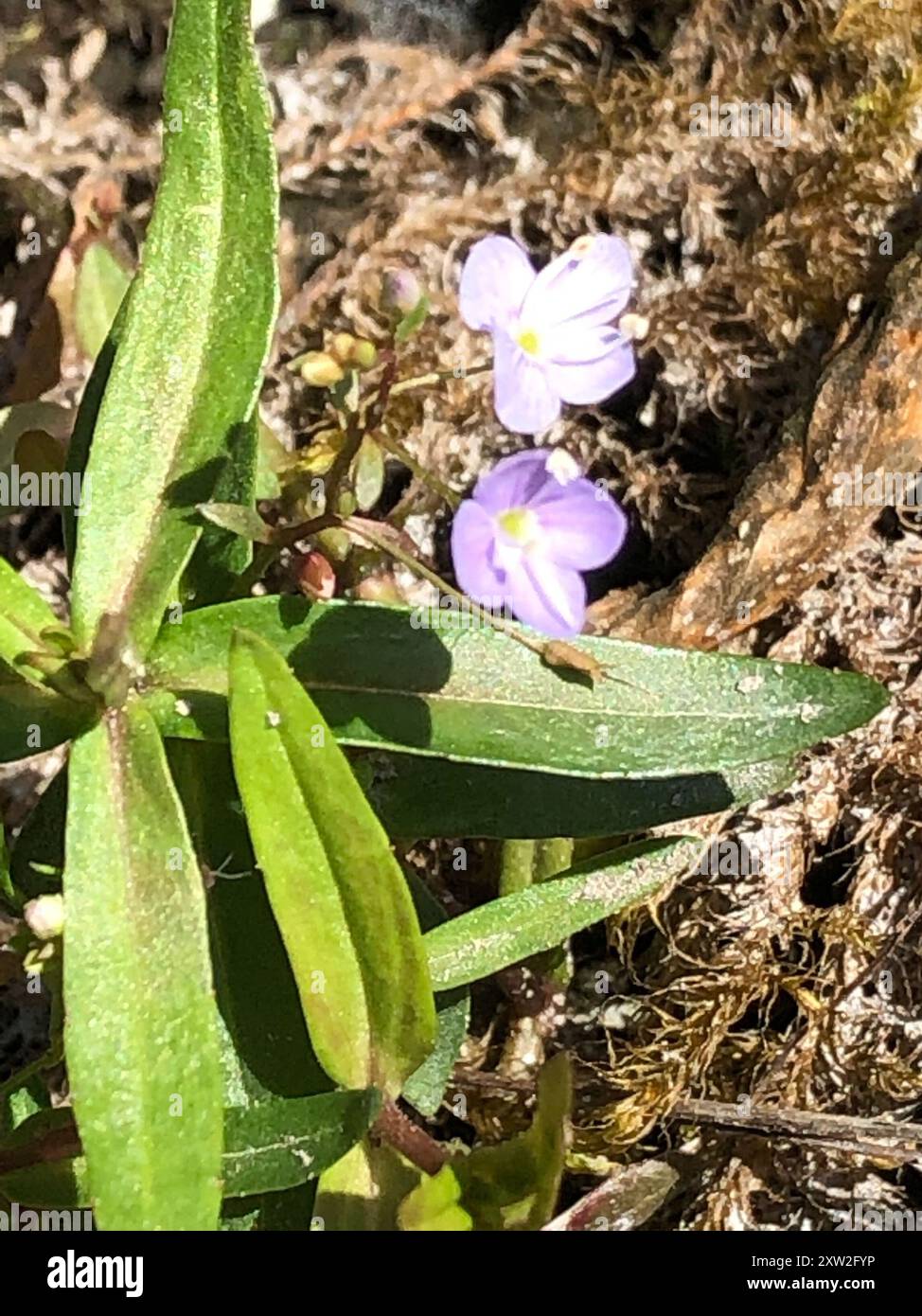 Marsh Speedwell (Veronica scutellata) Plantae Stock Photo - Alamy