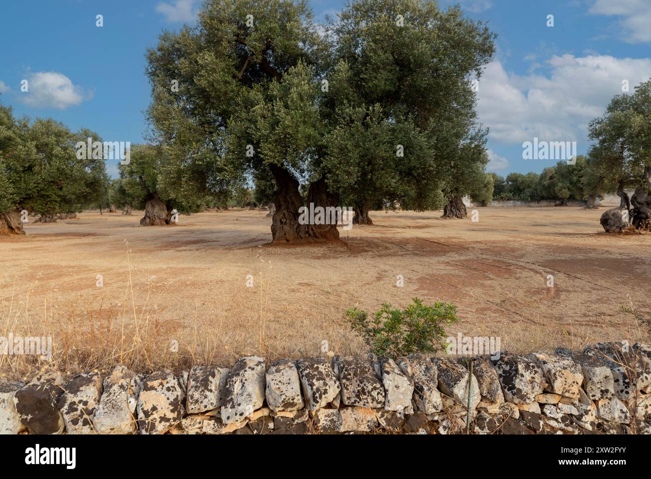 Olive trees grove stone house hi-res stock photography and images - Alamy