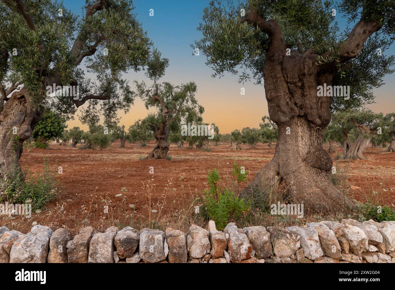 Secular olive trees, Ostuni plain park, Italy Stock Photo - Alamy