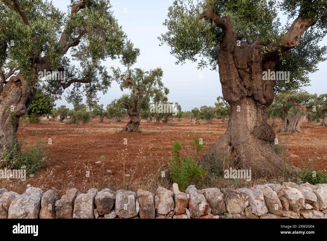 Olive trees grove stone house hi-res stock photography and images - Alamy