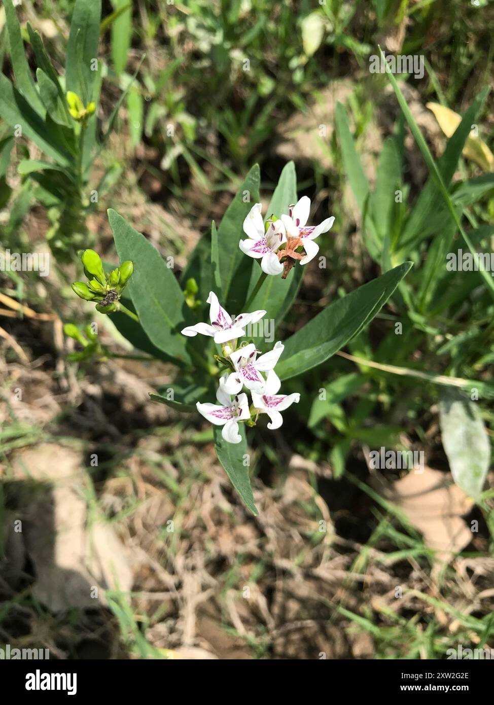 American water-willow (Justicia americana) Plantae Stock Photo - Alamy