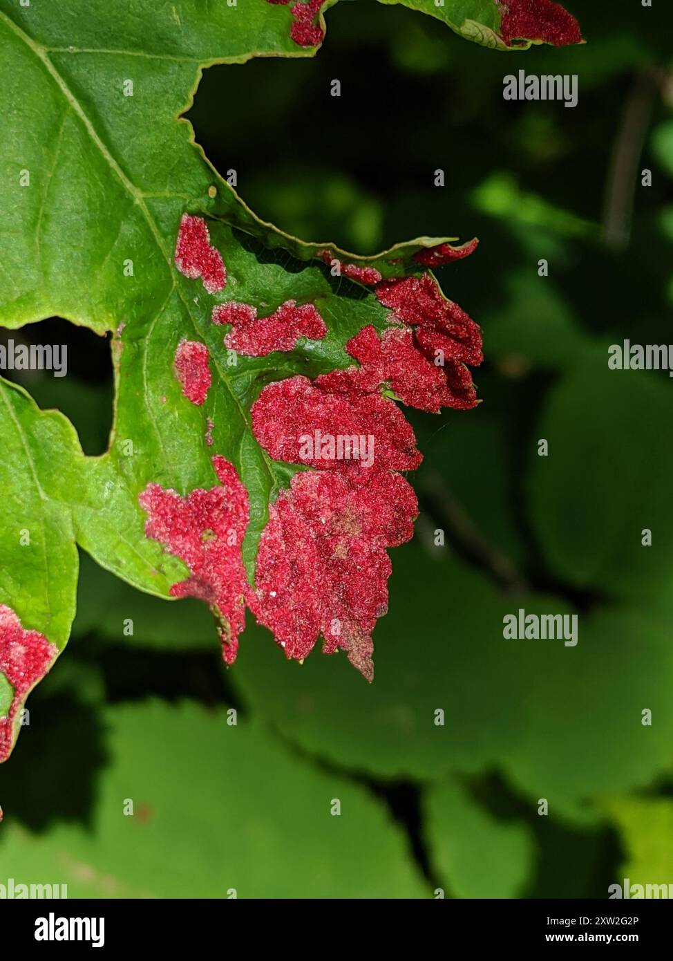 Rocky Mountain Maple Felt Mite (Aceria calaceris) Arachnida Stock Photo ...