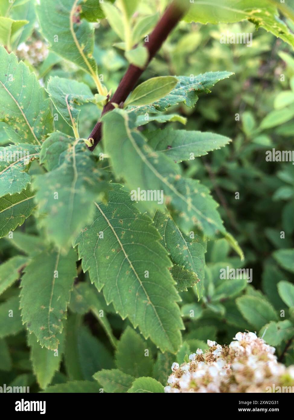 white meadowsweet (Spiraea alba) Plantae Stock Photo - Alamy