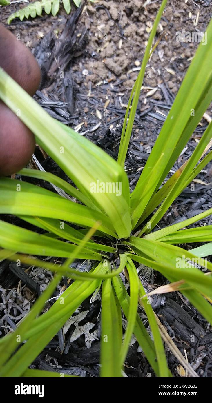 Oahu Sedge (Carex wahuensis) Plantae Stock Photo - Alamy