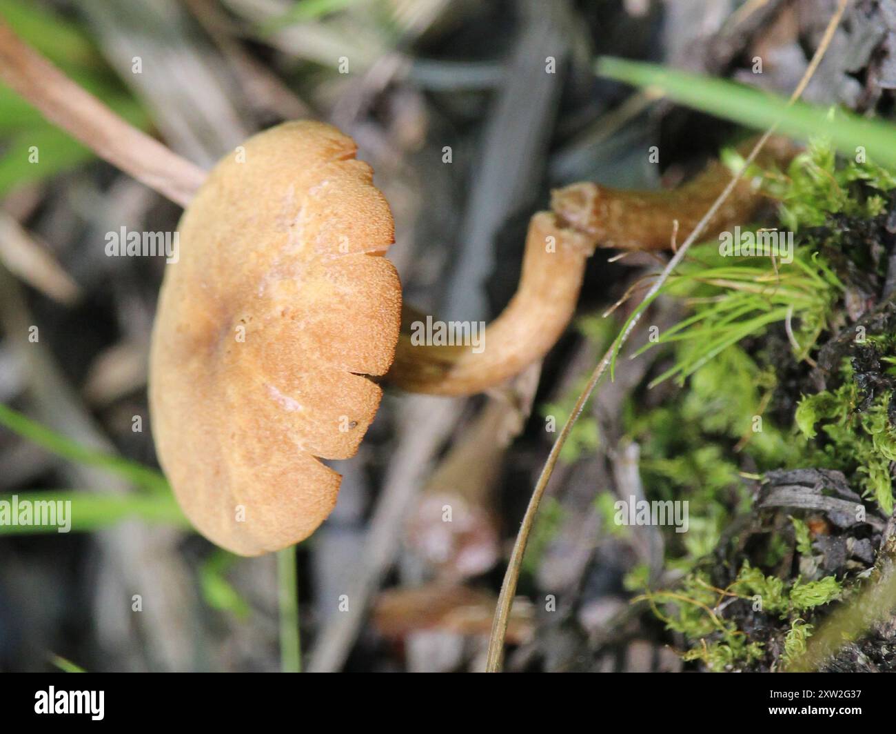 deceiver (Laccaria laccata) Fungi Stock Photo - Alamy