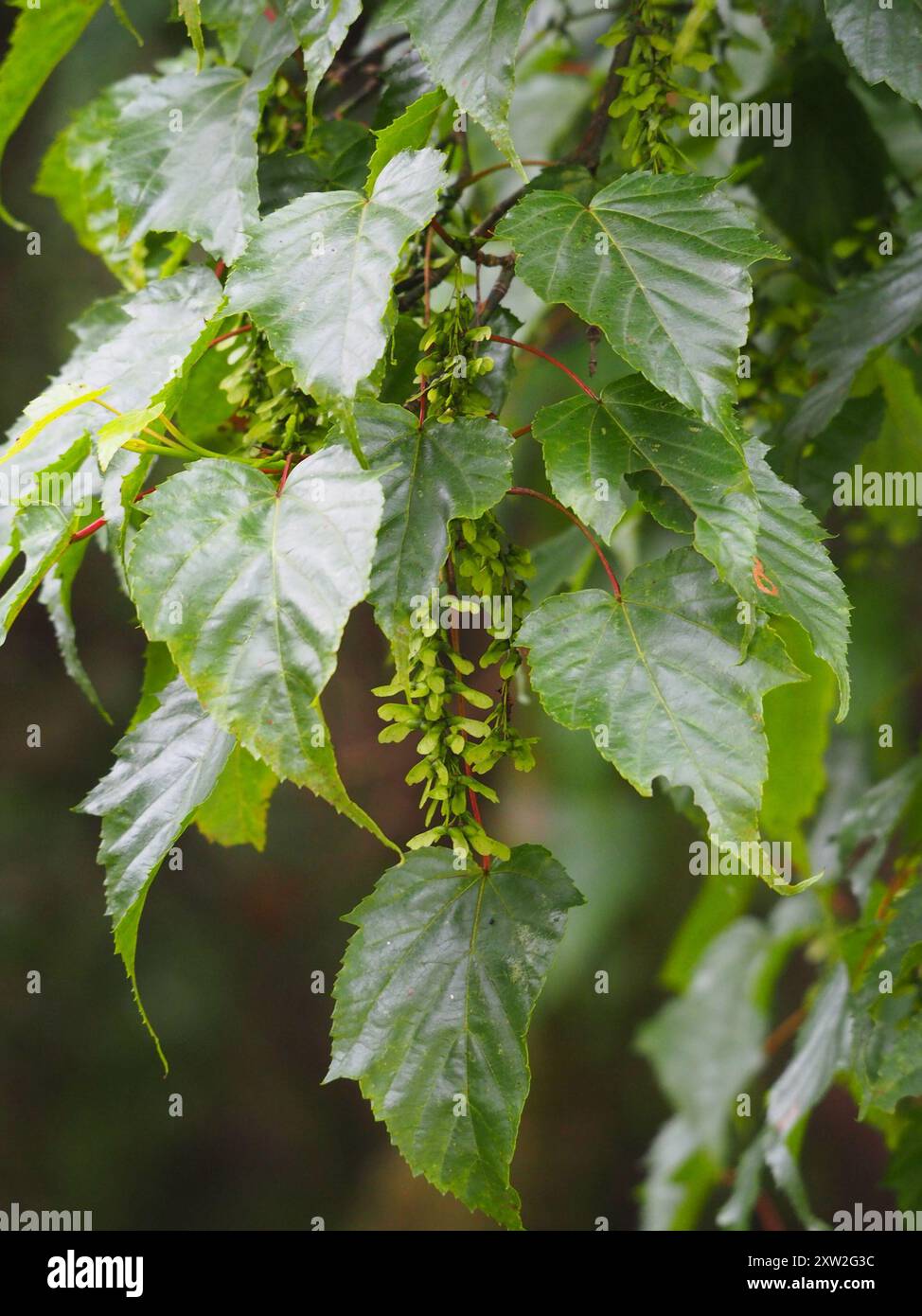 Taiwan Red Maple (Acer morrisonense) Plantae Stock Photo - Alamy