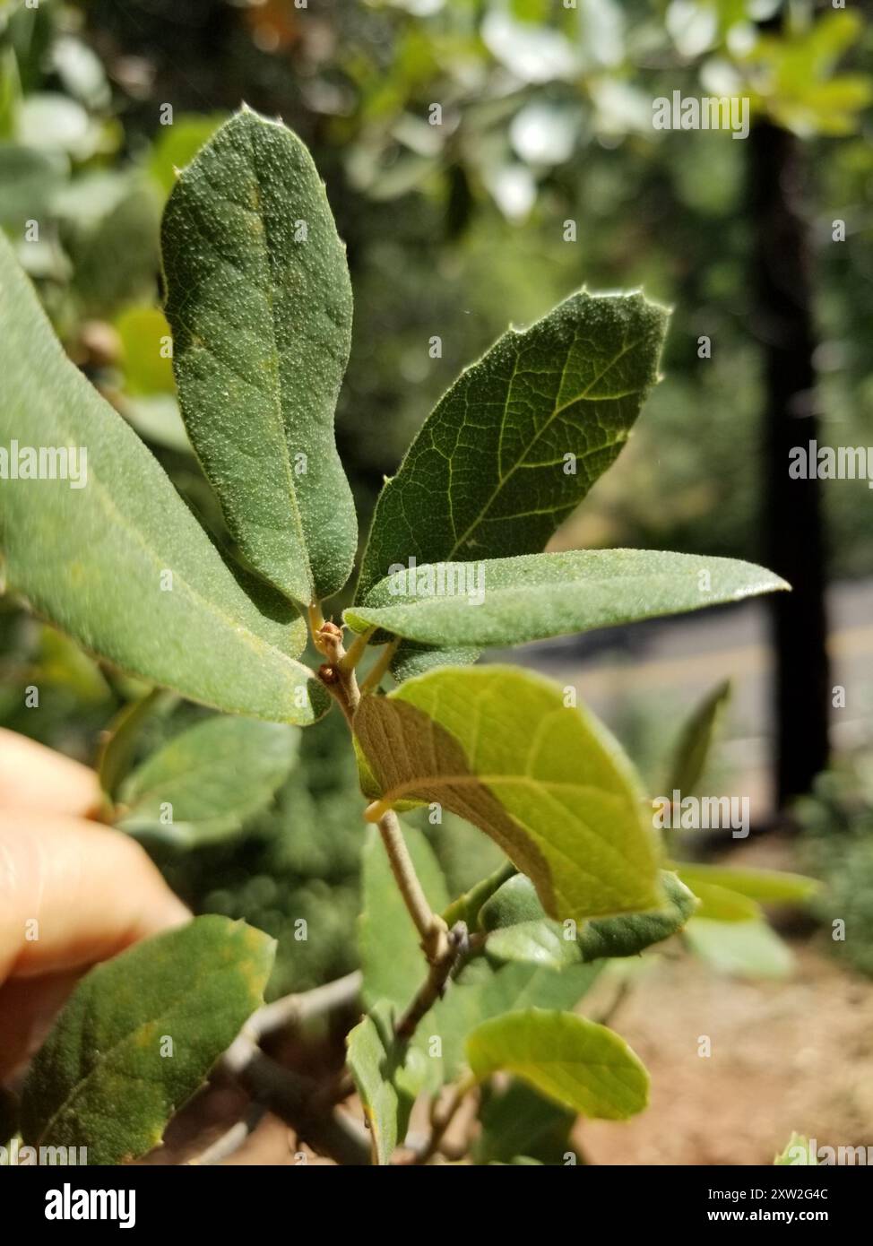 gray oak (Quercus grisea) Plantae Stock Photo - Alamy