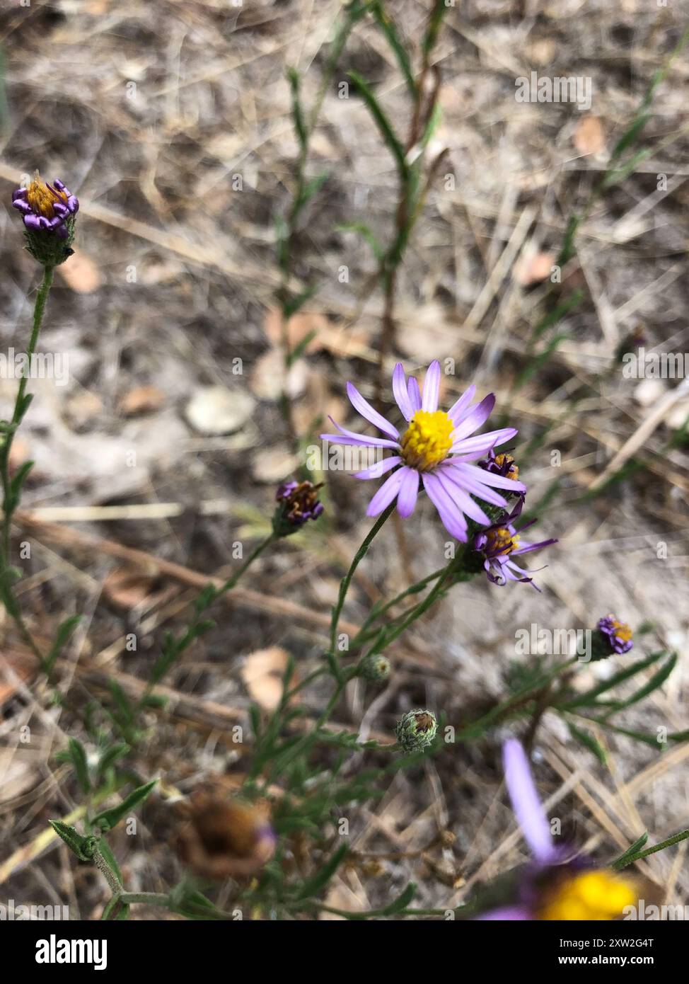 California Aster (Corethrogyne filaginifolia) Plantae Stock Photo - Alamy