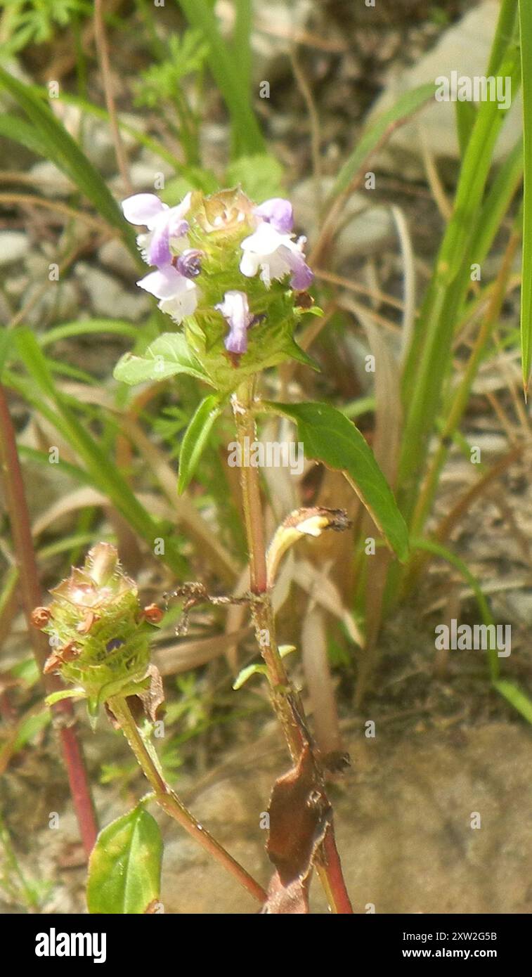 common selfheal (Prunella vulgaris) Plantae Stock Photo - Alamy