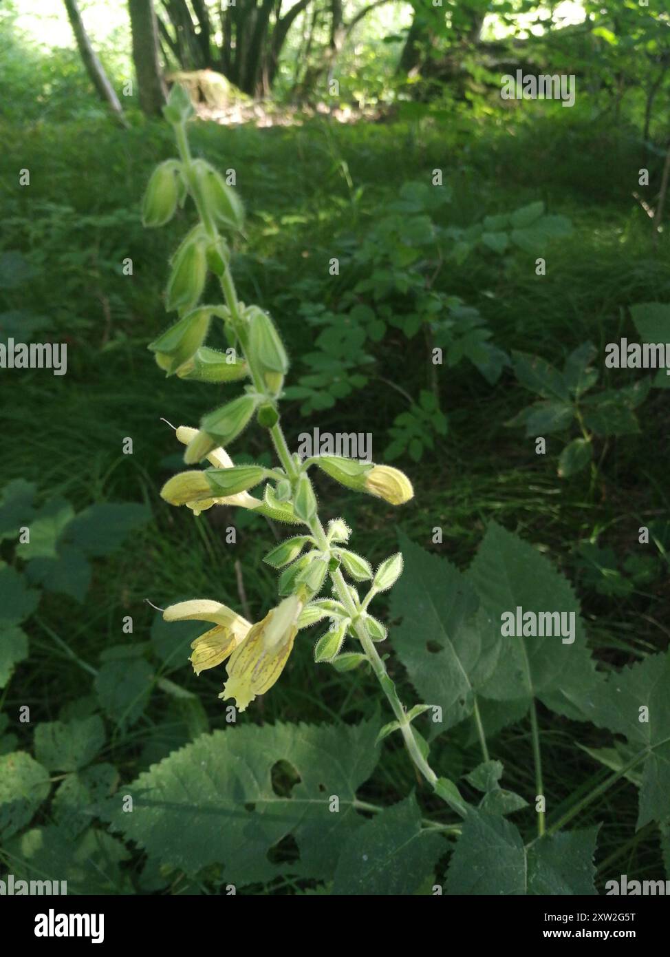 Sticky Sage (Salvia glutinosa) Plantae Stock Photo - Alamy