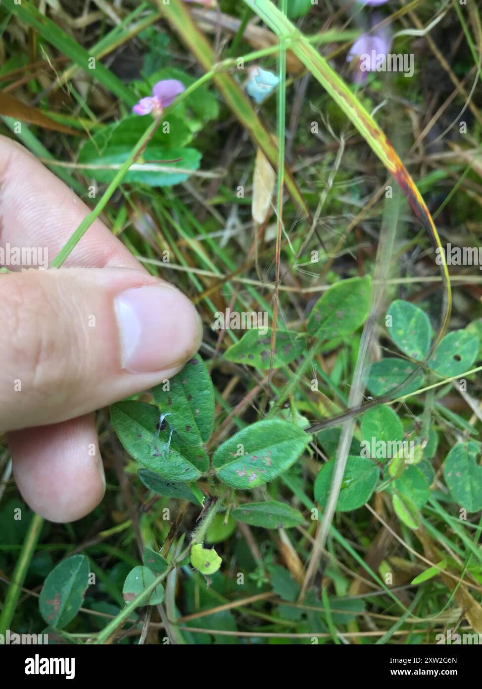 Little-leaf Tick-clover (Desmodium ciliare) Plantae Stock Photo - Alamy