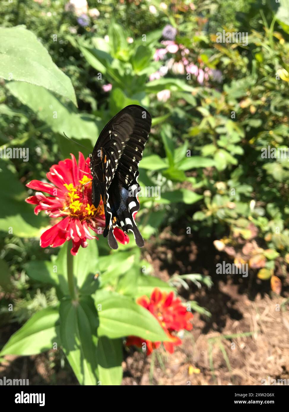 Spicebush Swallowtail (Papilio troilus) Insecta Stock Photo - Alamy