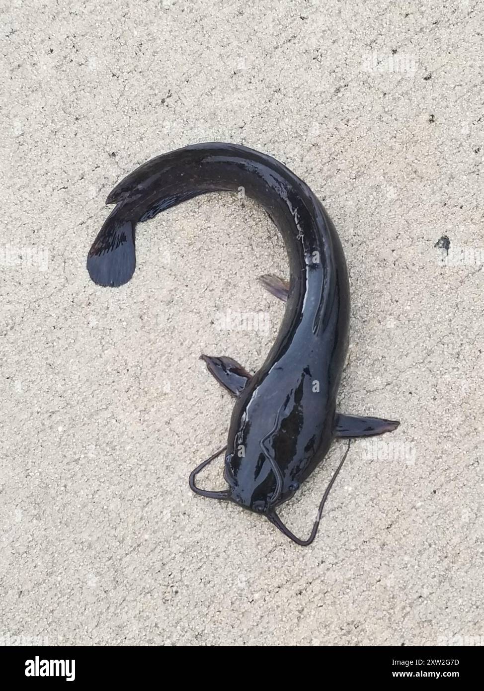 Walking catfish clarias batrachus hi-res stock photography and images ...