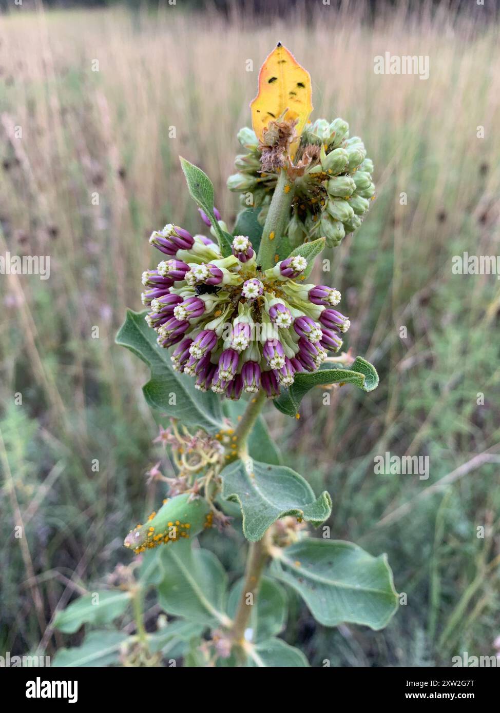 green comet milkweed (Asclepias viridiflora) Plantae Stock Photo - Alamy