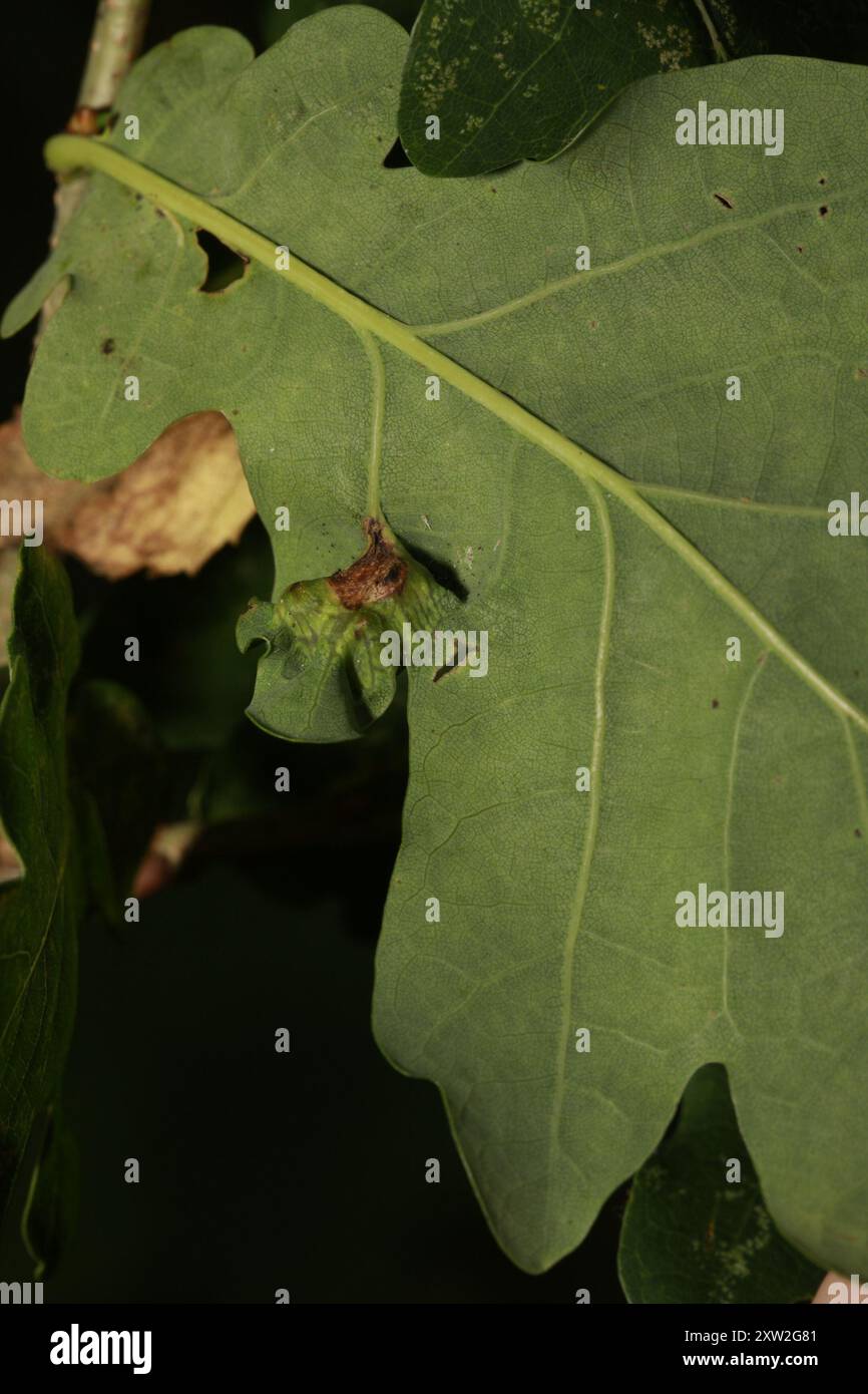 Oak Curved-leaf Gall Wasp (Andricus curvator) Insecta Stock Photo - Alamy
