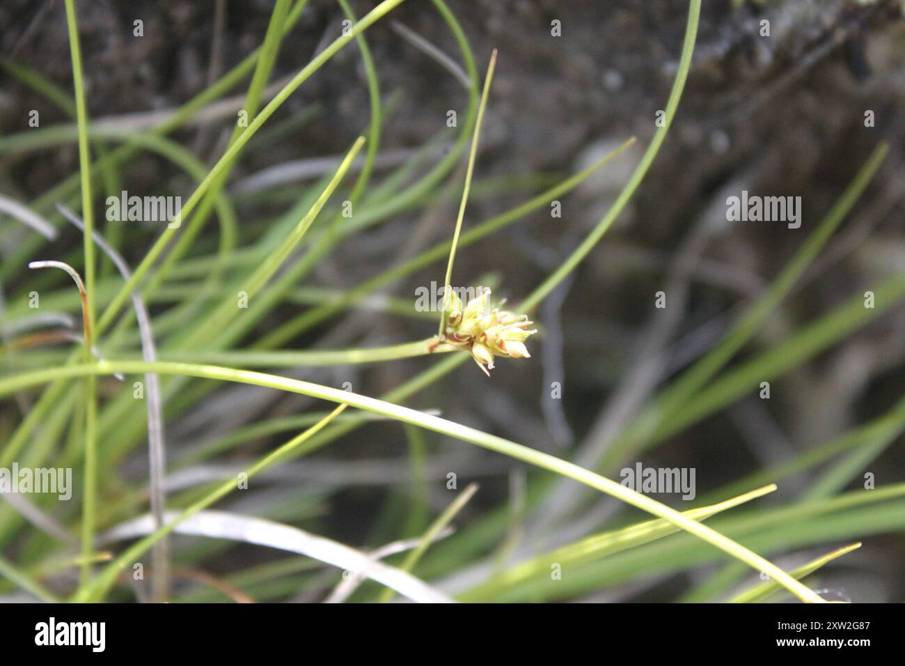northern sedge (Carex deflexa) Plantae Stock Photo - Alamy