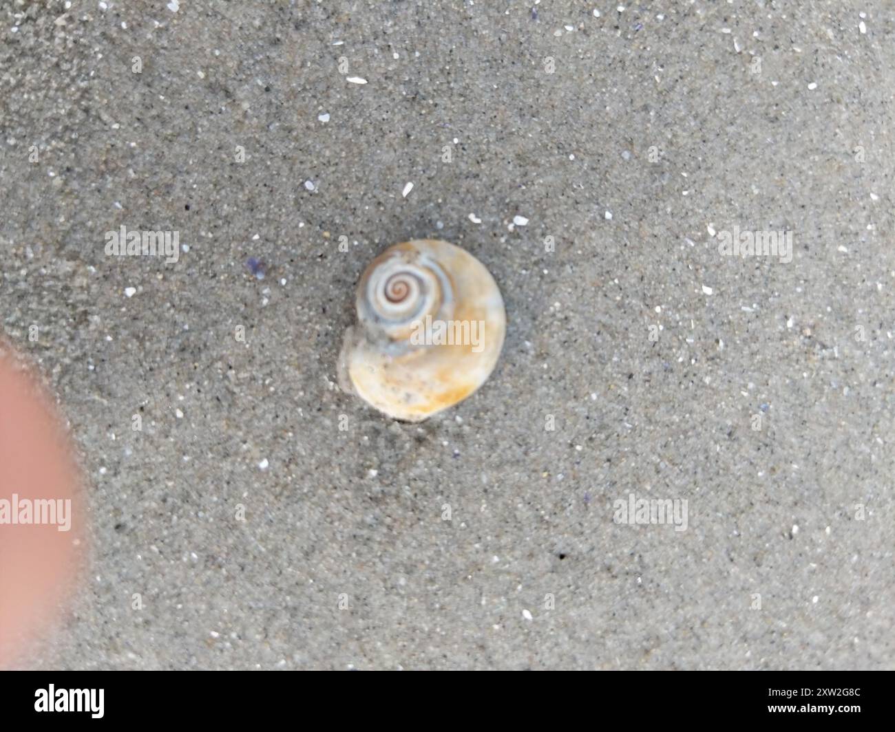 Shark Eye (Neverita duplicata) Mollusca Stock Photo - Alamy
