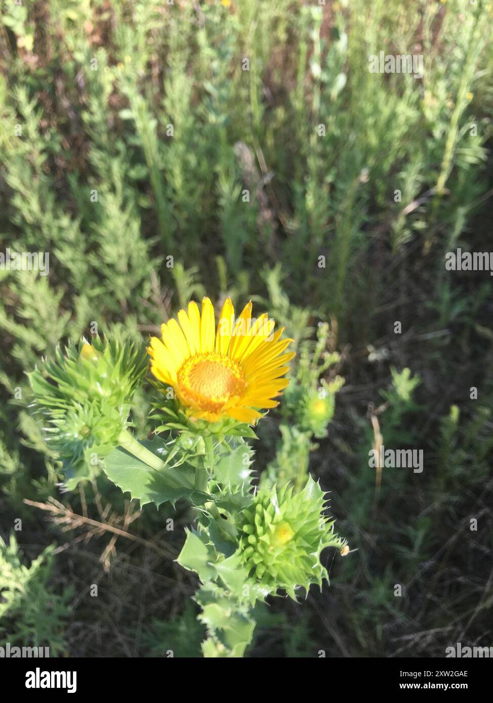 Spanish Gold (Grindelia ciliata) Plantae Stock Photo - Alamy