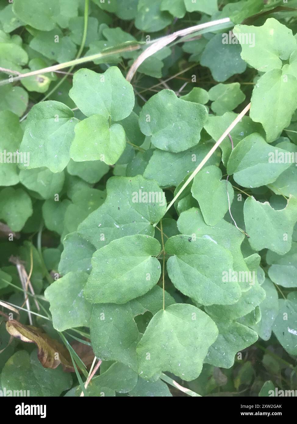 White Inside-out Flower (Vancouveria hexandra) Plantae Stock Photo - Alamy