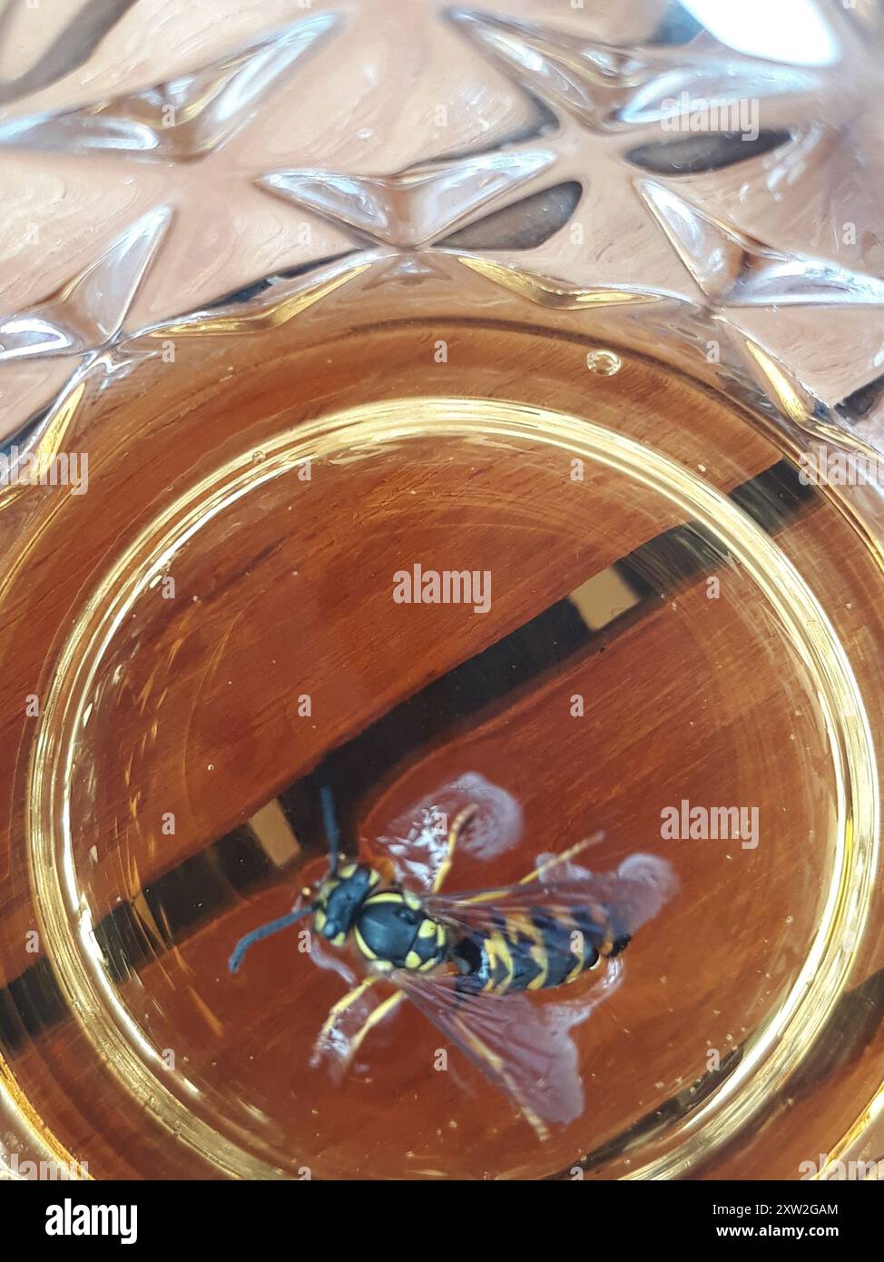 Hornets and Yellowjackets (Vespinae) Insecta Stock Photo - Alamy