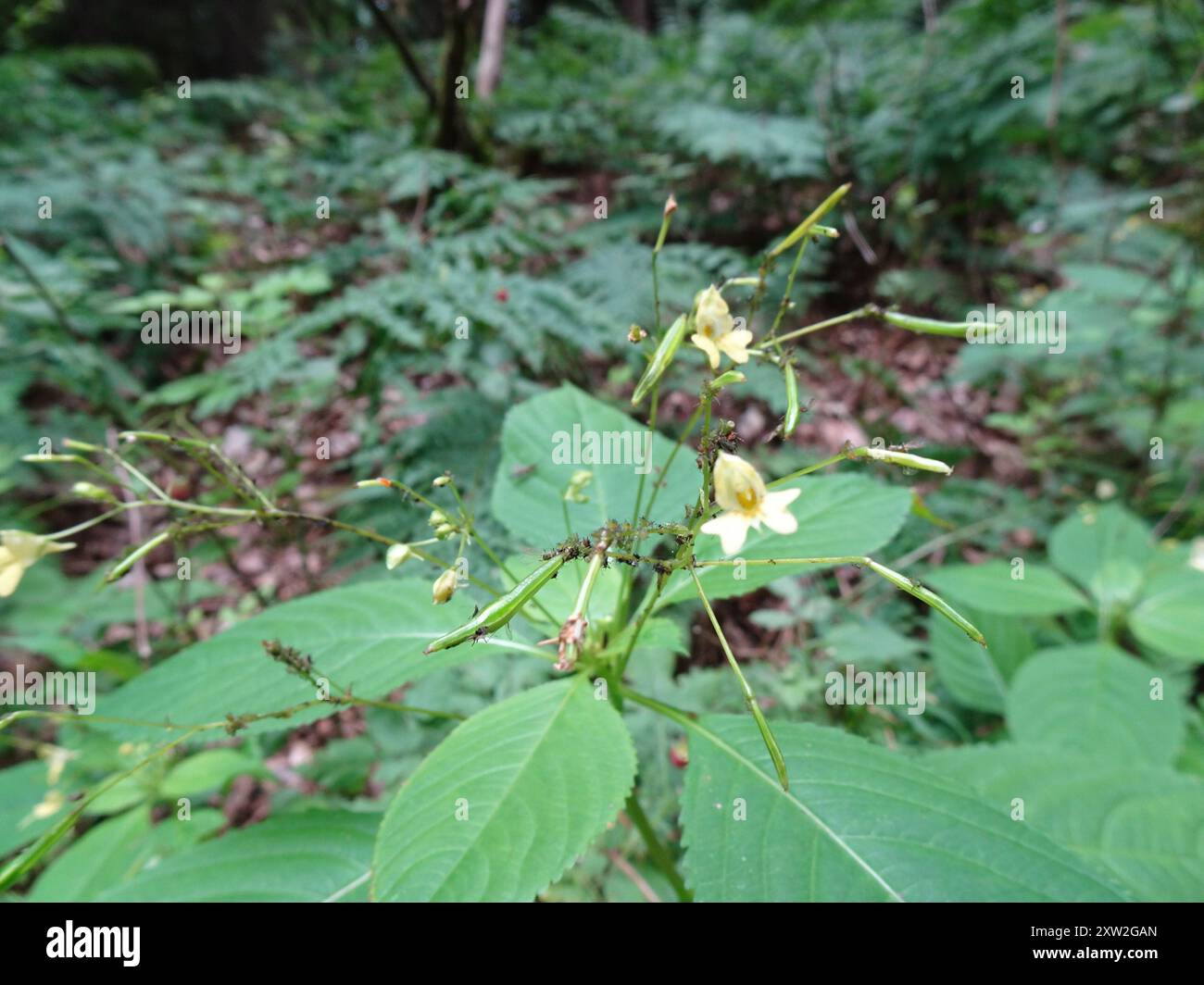 small balsam (Impatiens parviflora) Plantae Stock Photo - Alamy