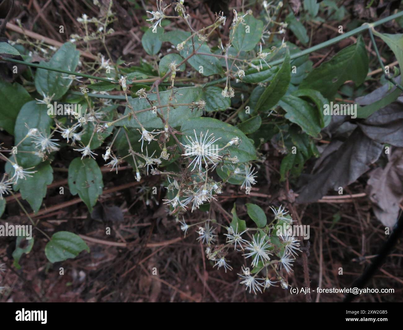 Java Clematis (Clematis javana) Plantae Stock Photo - Alamy