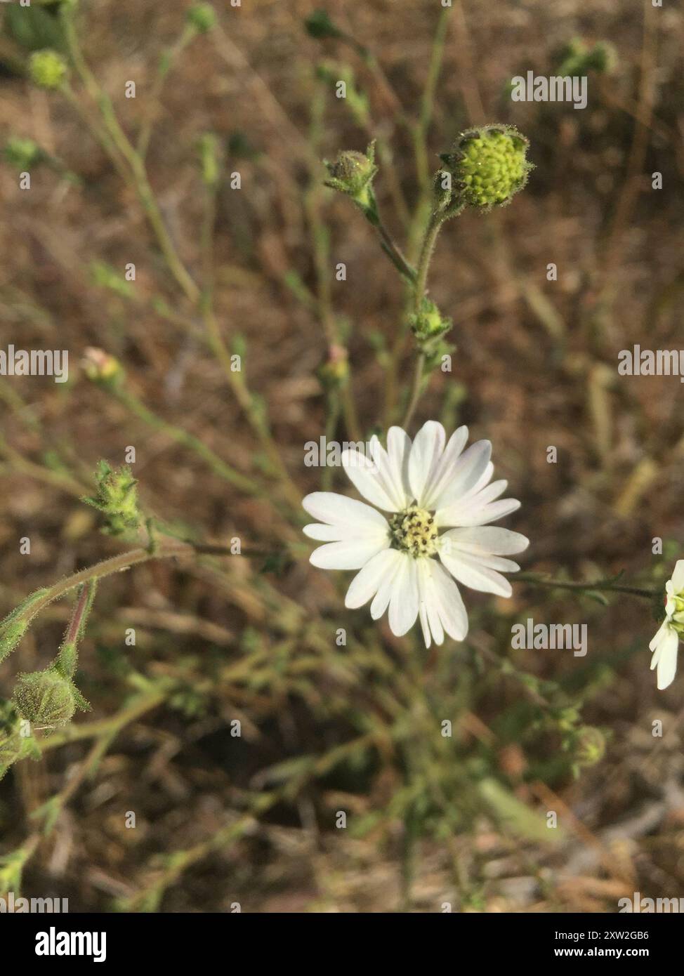 Hayfield Tarweed (Hemizonia congesta) Plantae Stock Photo - Alamy