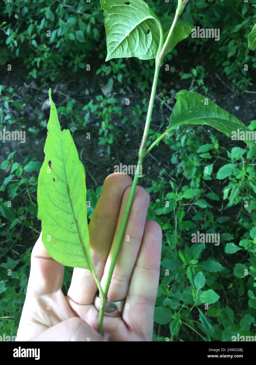 American jumpseed (Persicaria virginiana) Plantae Stock Photo - Alamy