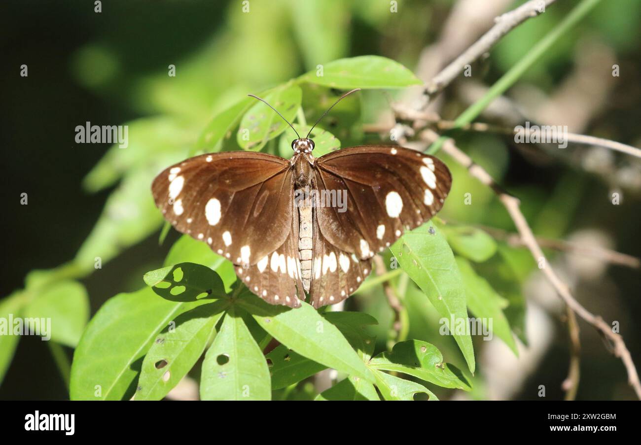 Common Crow Butterfly (Euploea core) Insecta Stock Photo - Alamy