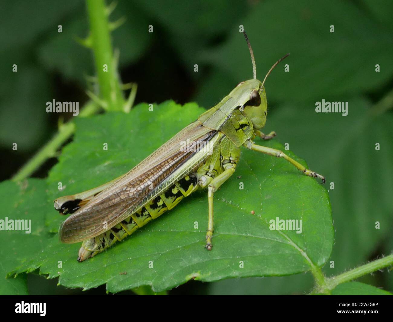 Large Marsh Grasshopper (Stethophyma grossum) Insecta Stock Photo - Alamy