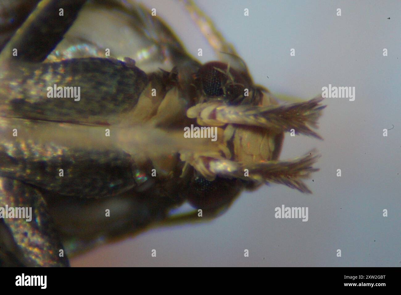 Curved-horn Moths (Gelechioidea) Insecta Stock Photo - Alamy