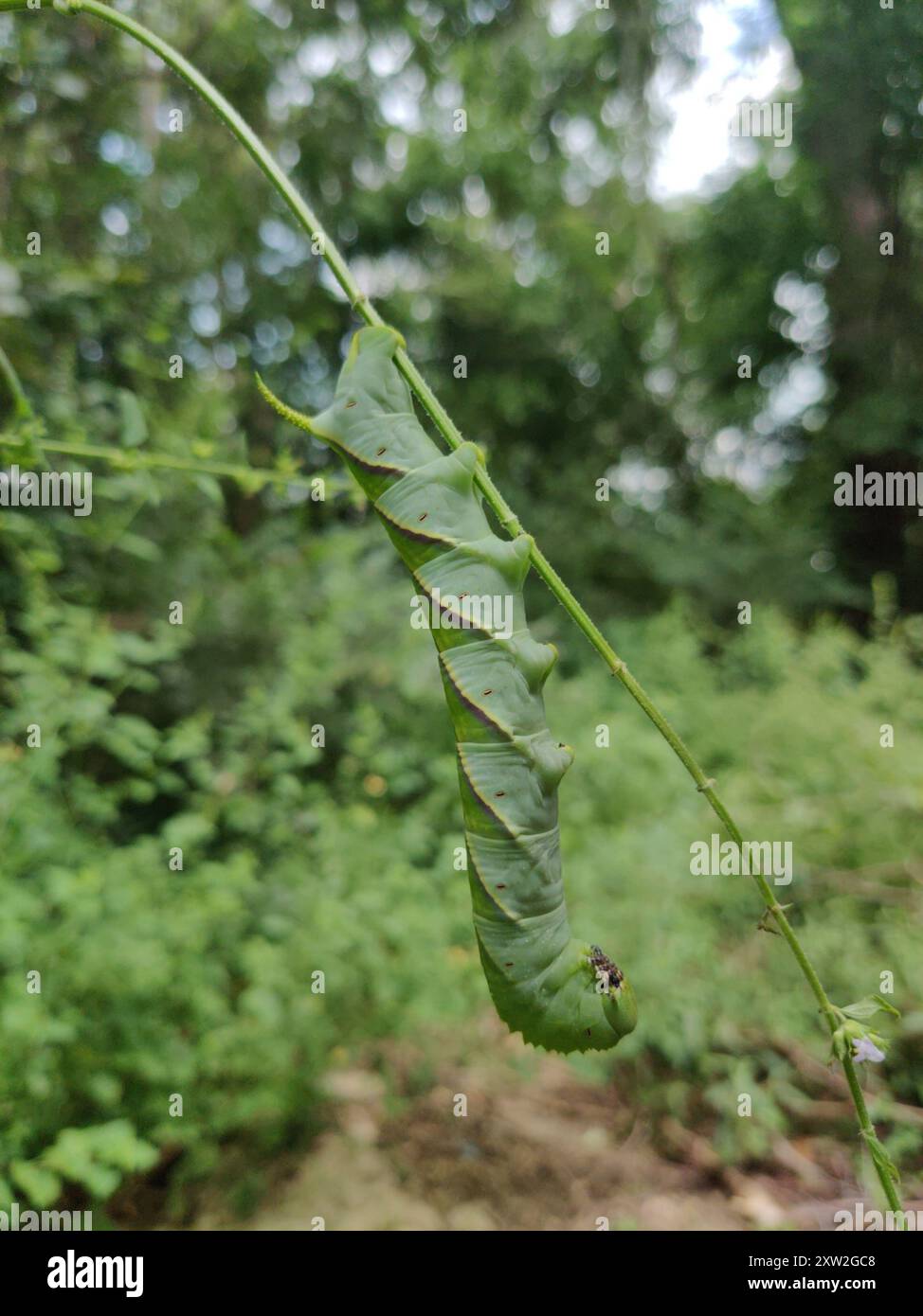 Rustic Sphinx (Manduca rustica) Insecta Stock Photo - Alamy