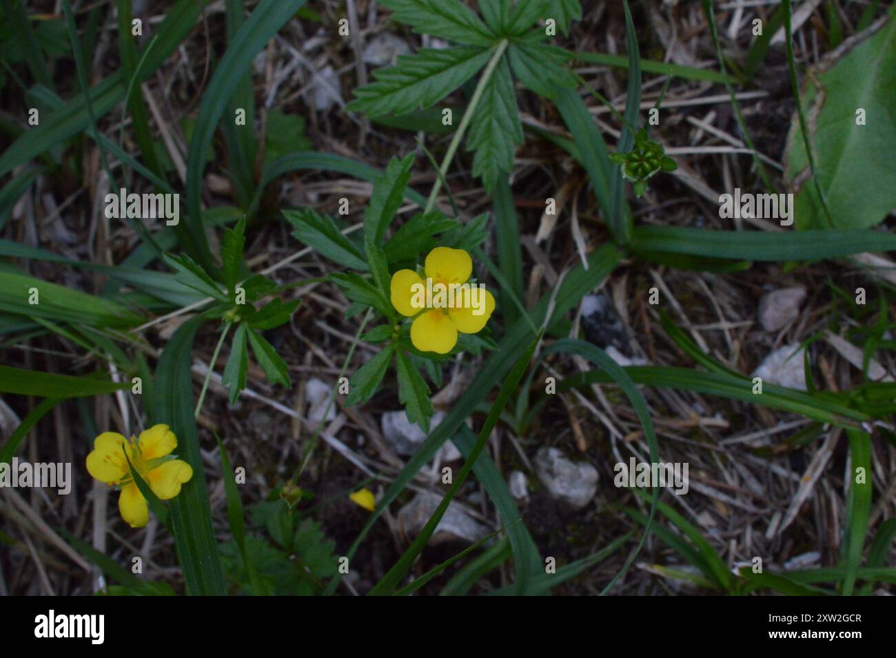 Tormentil (Potentilla erecta) Plantae Stock Photo - Alamy