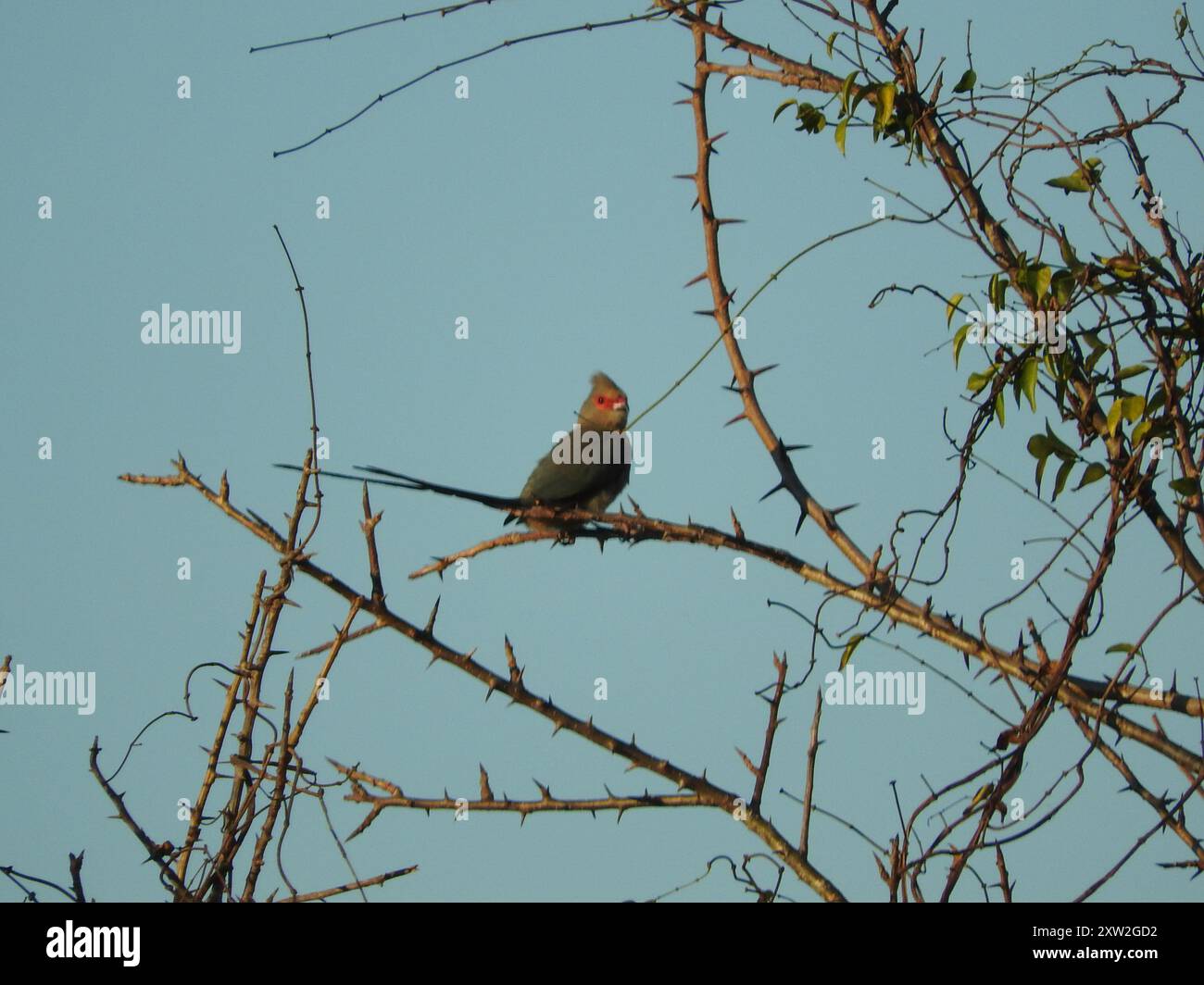 Red faced mousebird hi-res stock photography and images - Alamy