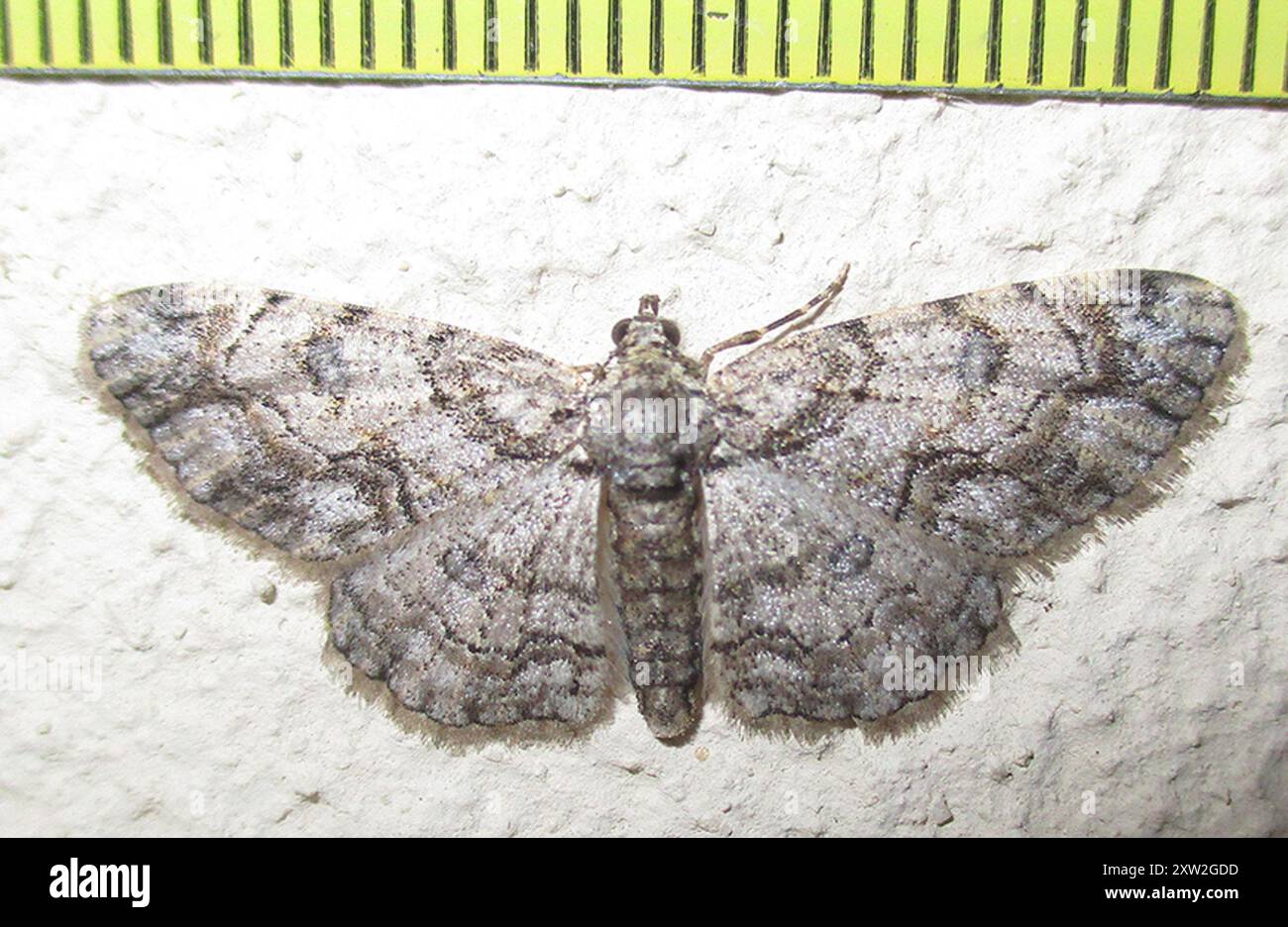 Geometer Moths (Geometridae) Insecta Stock Photo - Alamy