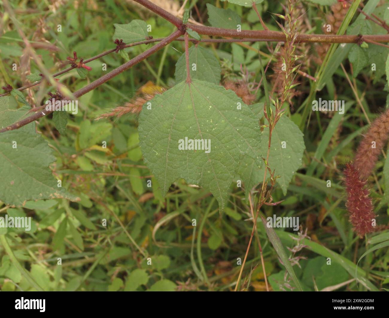 Caesar weed (Urena lobata) Plantae Stock Photo - Alamy