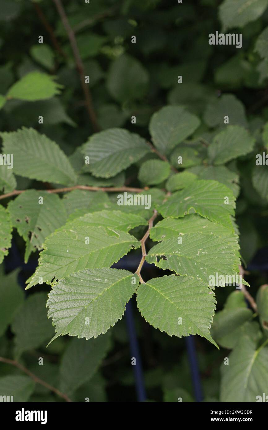 Wych Elm (Ulmus glabra) Plantae Stock Photo - Alamy