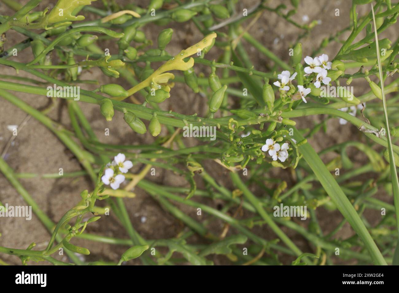 European Searocket (Cakile maritima) Plantae Stock Photo - Alamy