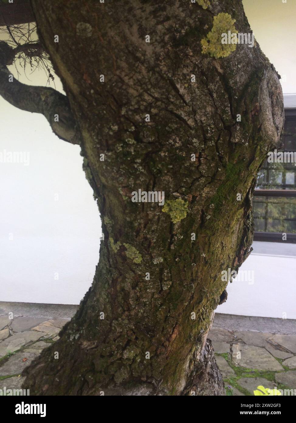 elm family (Ulmaceae) Plantae Stock Photo - Alamy