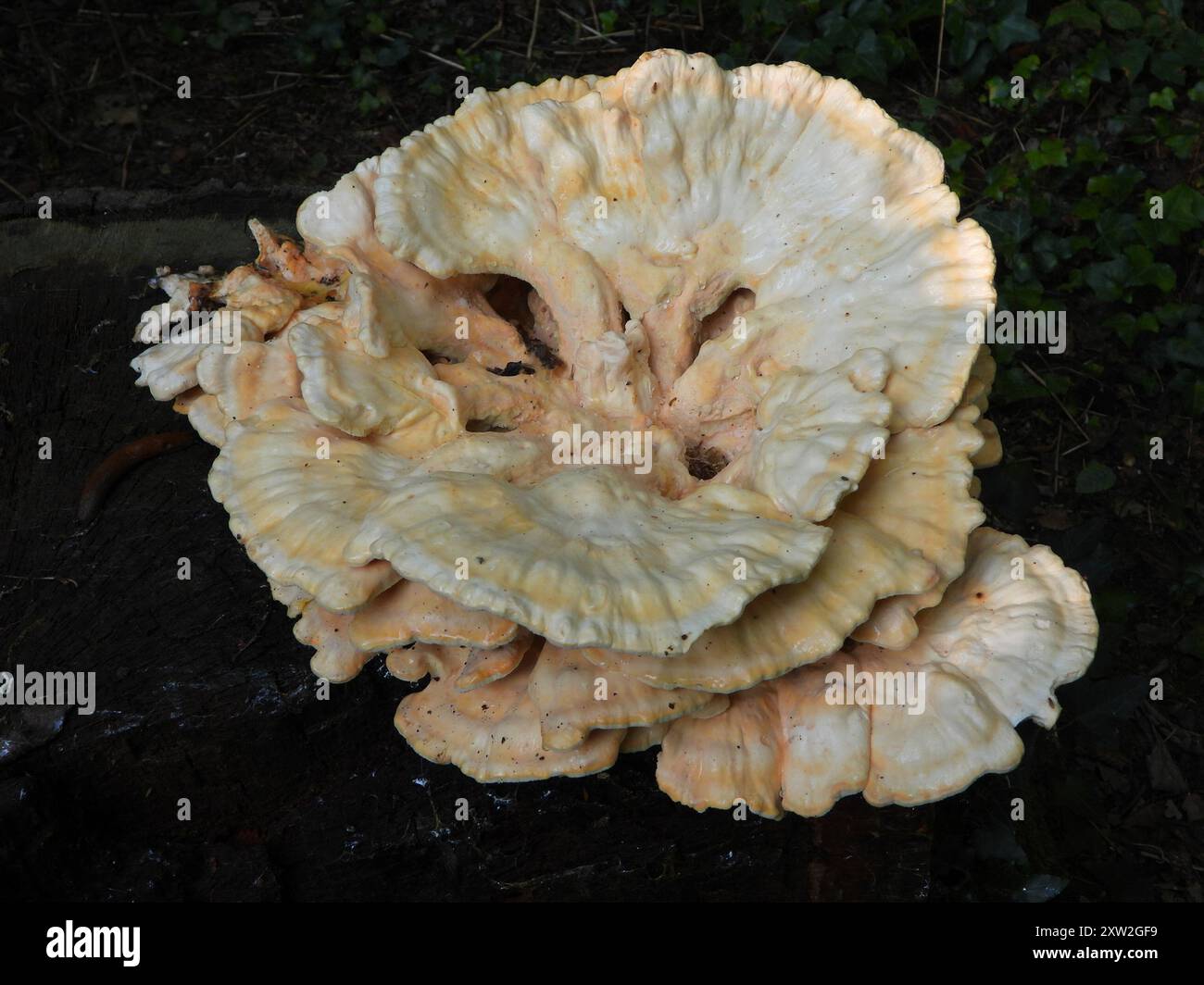 chicken of the woods (Laetiporus sulphureus) Fungi Stock Photo - Alamy
