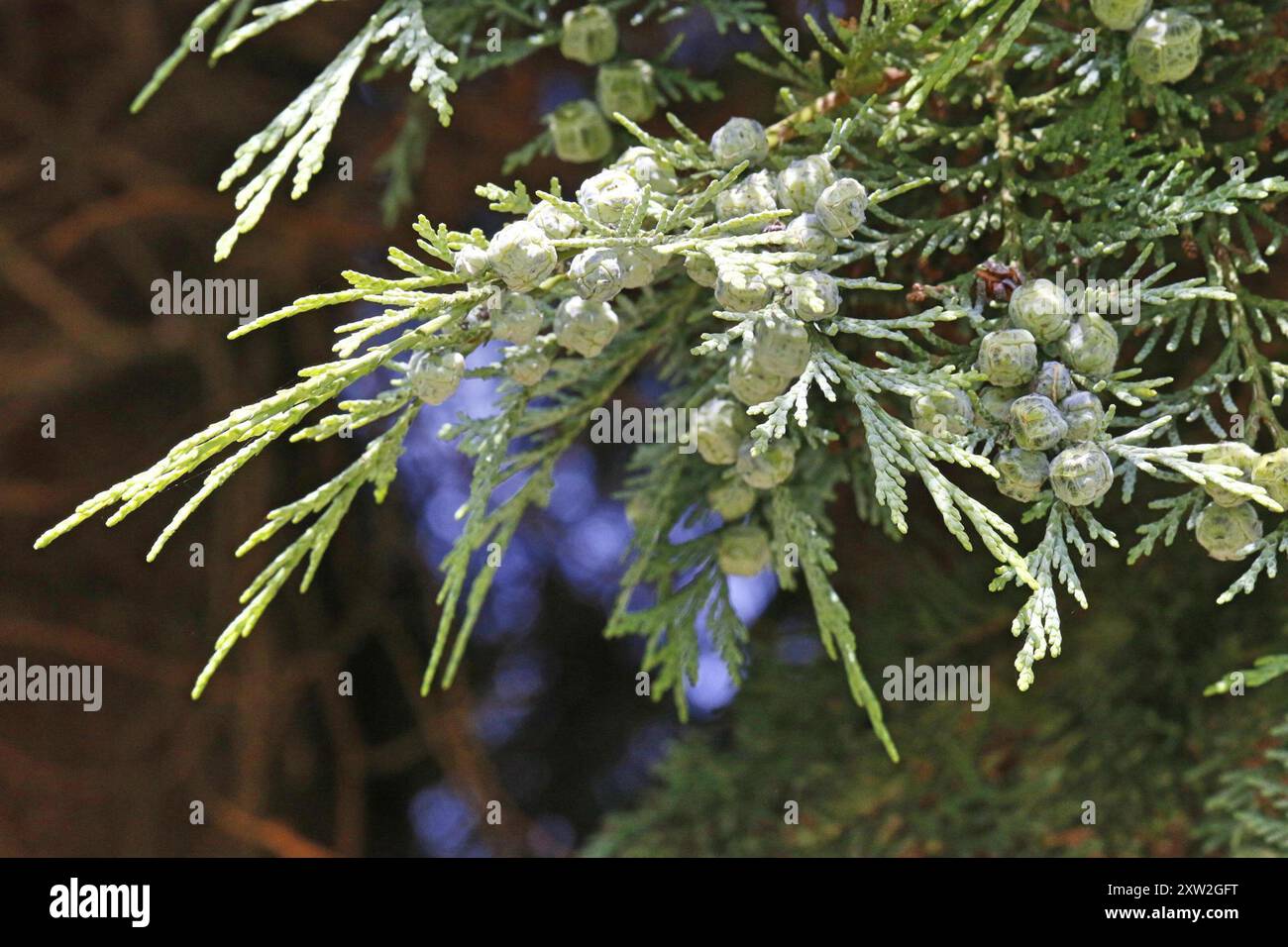 cypress family (Cupressaceae) Plantae Stock Photo - Alamy