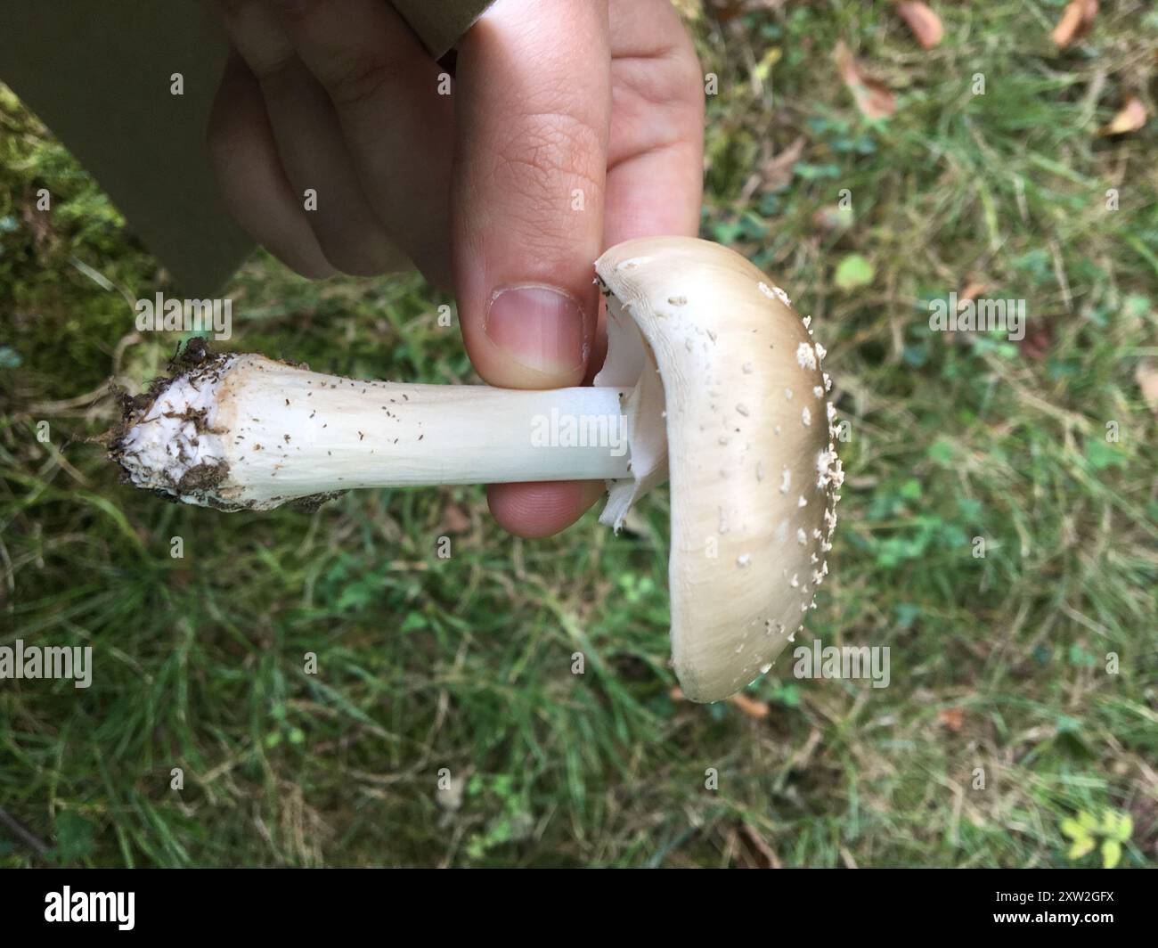 Golden Threads Lepidella (Amanita canescens) Fungi Stock Photo - Alamy