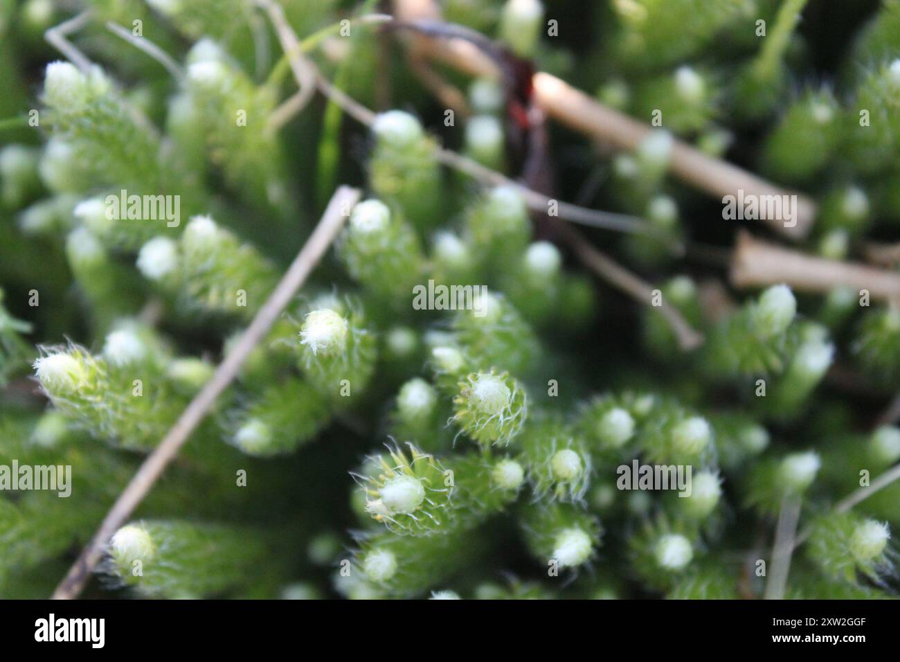 arctic stag's-horn clubmoss (Lycopodium lagopus) Plantae Stock Photo ...
