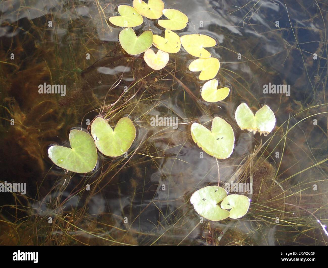 little floatingheart (Nymphoides cordata) Plantae Stock Photo - Alamy