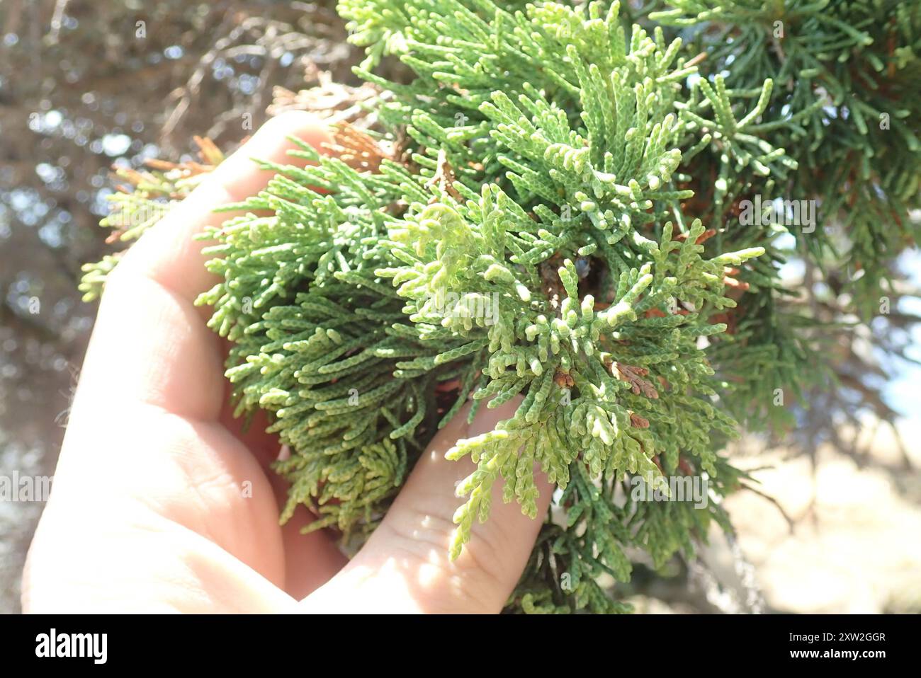 Seaside Juniper (Juniperus maritima) Plantae Stock Photo - Alamy